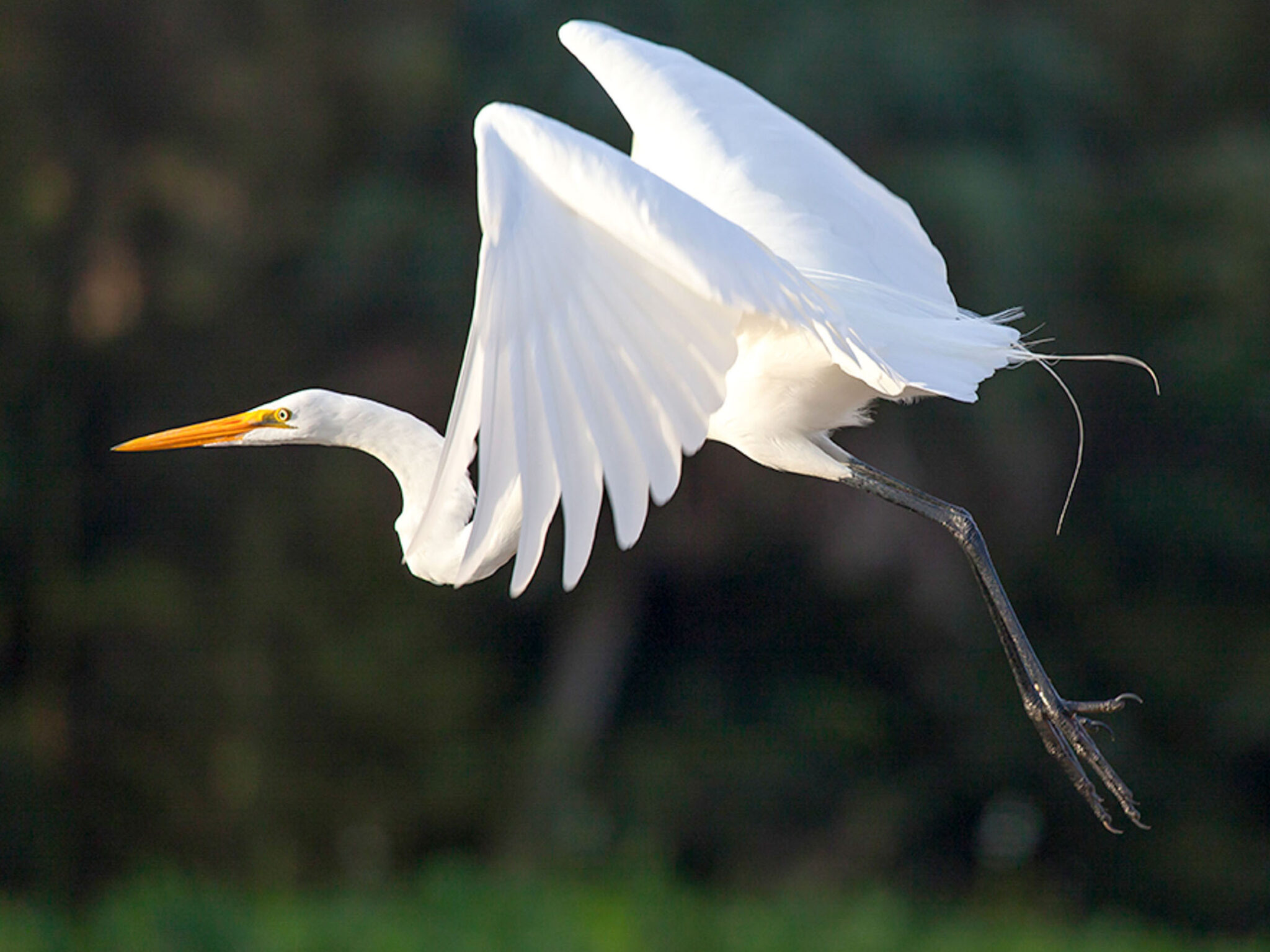 April 5: Free Family Bird Walk at Veterans Oasis Park – Desert Rivers ...