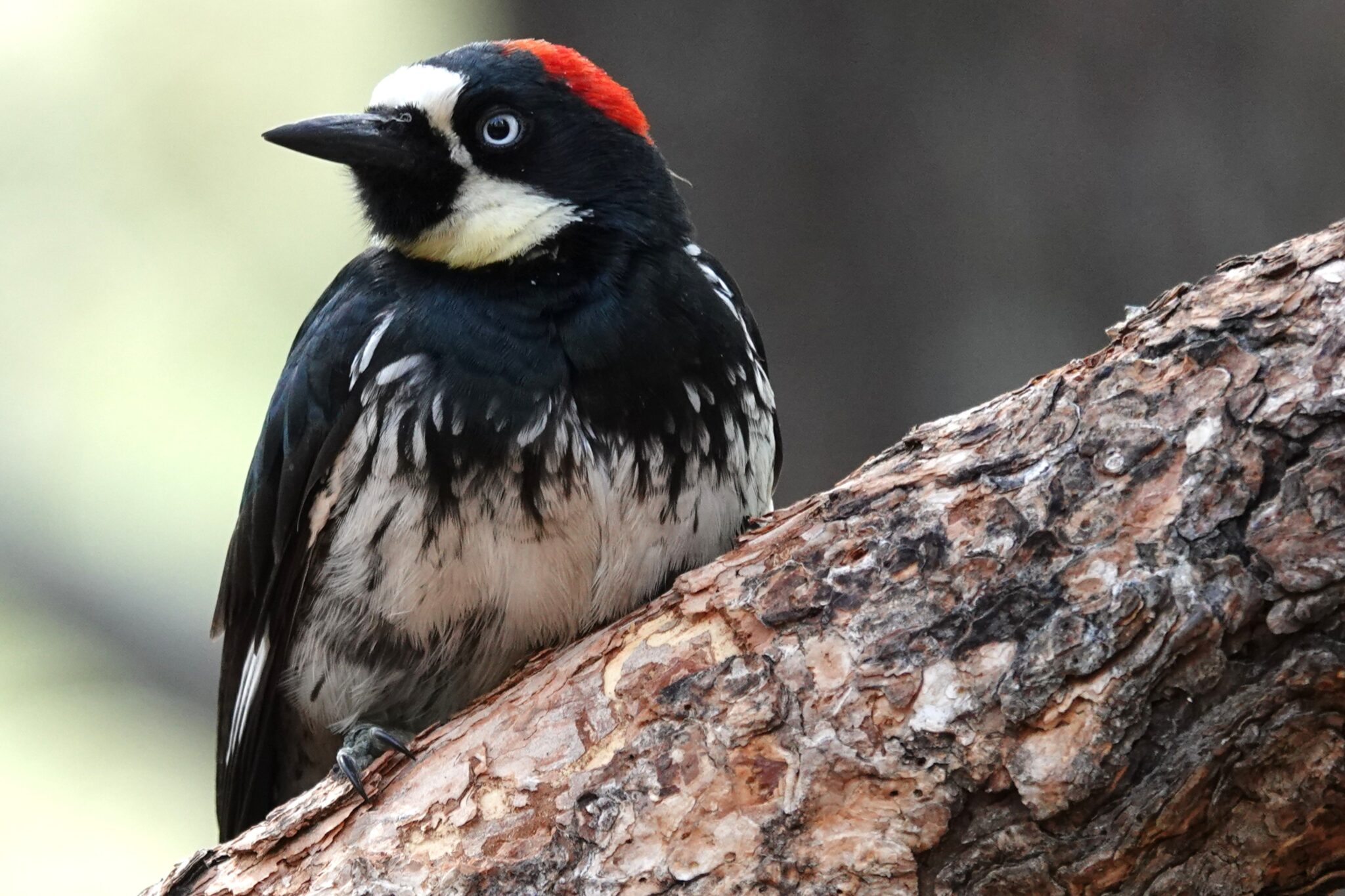 December 23, 2025: Birds and Brew and Acorn Woodpeckers – Desert Rivers ...