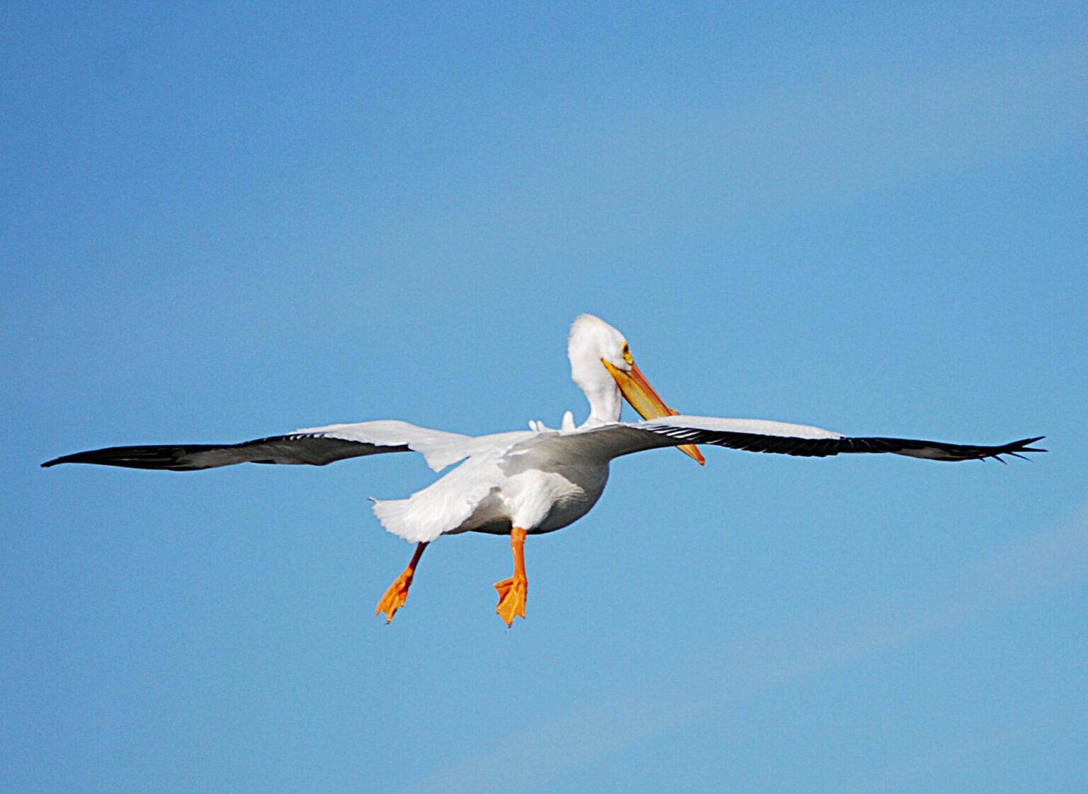 Motus Station detects first tagged bird and it’s an American Pelican ...